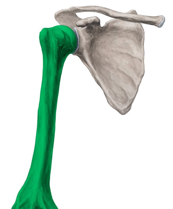 Why We Are Obsessed with the “Sharp Shoulder” | AVAN TOKYO 銀座脂肪吸引クリニック